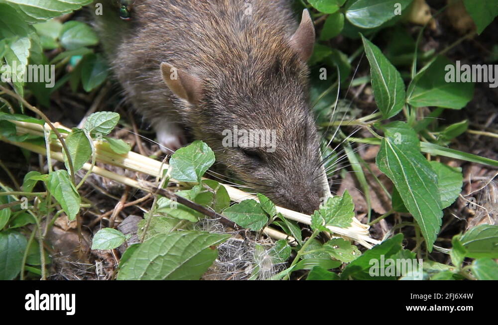 Scary rat Stock Videos & Footage - HD and 4K Video Clips - Alamy
