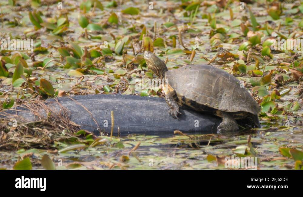 Big plastic turtle Stock Videos & Footage - HD and 4K Video Clips - Alamy
