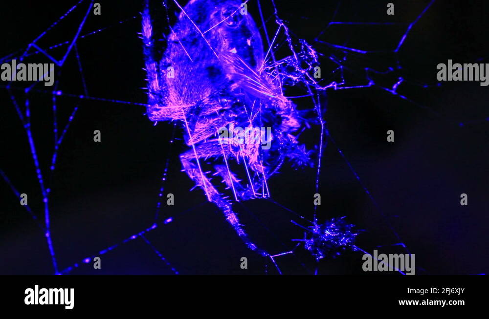 Spider lights Stock Videos & Footage - HD and 4K Video Clips - Alamy