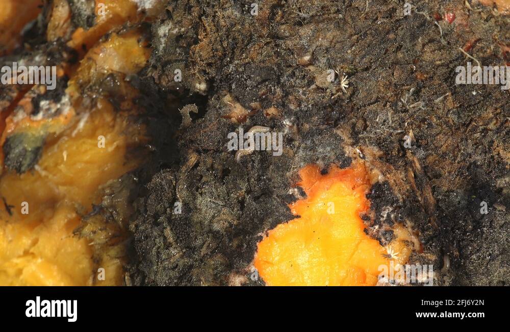 Soil centipede Stock Videos & Footage - HD and 4K Video Clips - Alamy