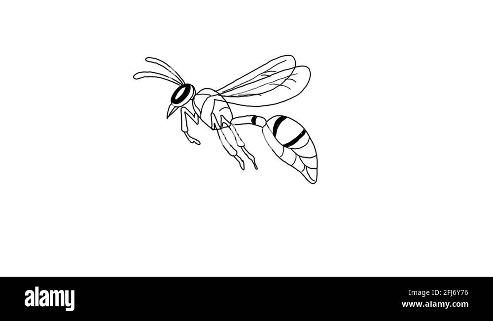Wasp art Stock Videos & Footage - HD and 4K Video Clips - Alamy