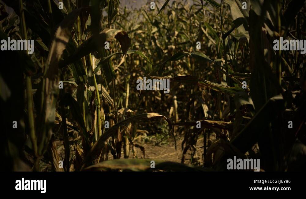 POV angle of killer walking through corn stalks - horror movie concept ...