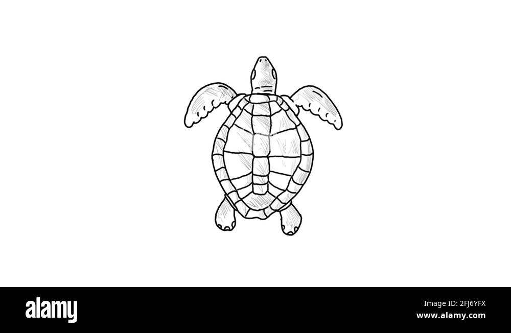 Sea Turtle Swimming Drawing 2D Animation Stock Video Footage - Alamy