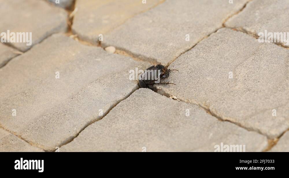 Rust beetle Stock Videos & Footage - HD and 4K Video Clips - Alamy