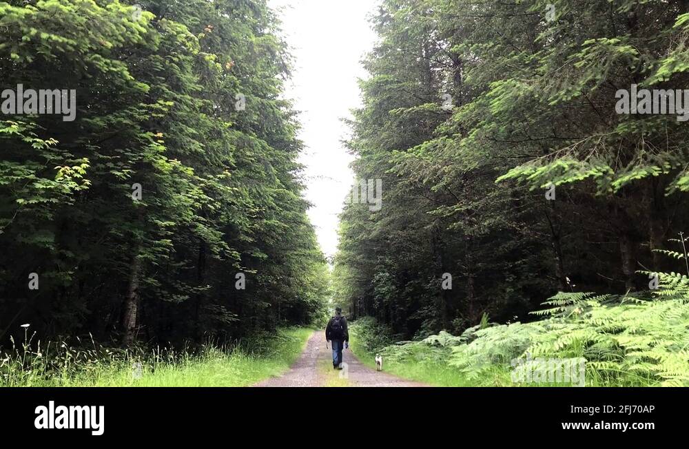 Man walking down tree lined Stock Videos & Footage - HD and 4K Video ...