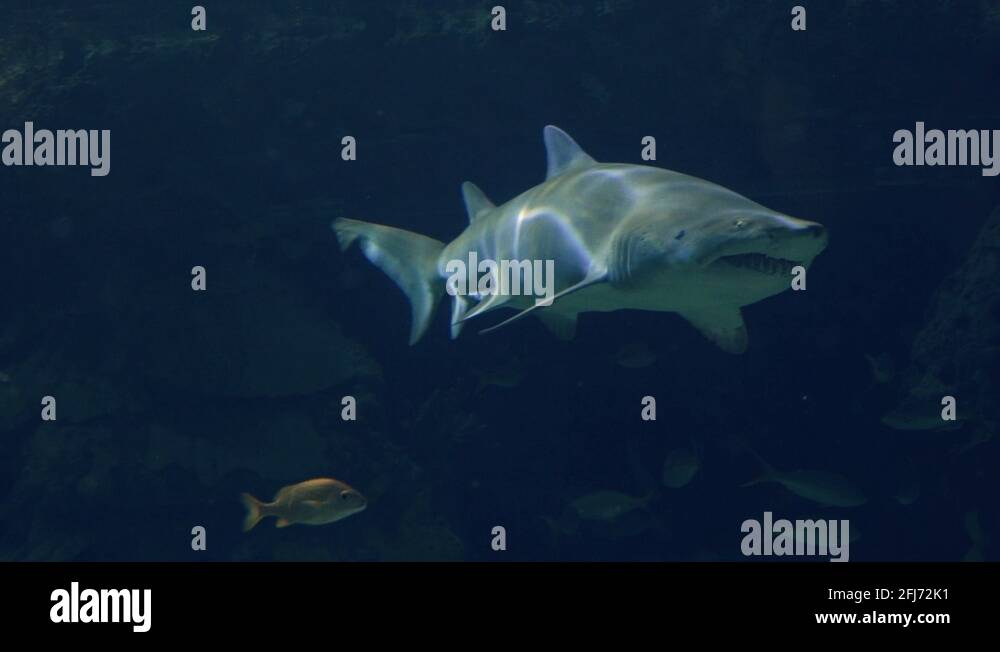 Shark in deep waters Stock Videos & Footage - HD and 4K Video Clips - Alamy