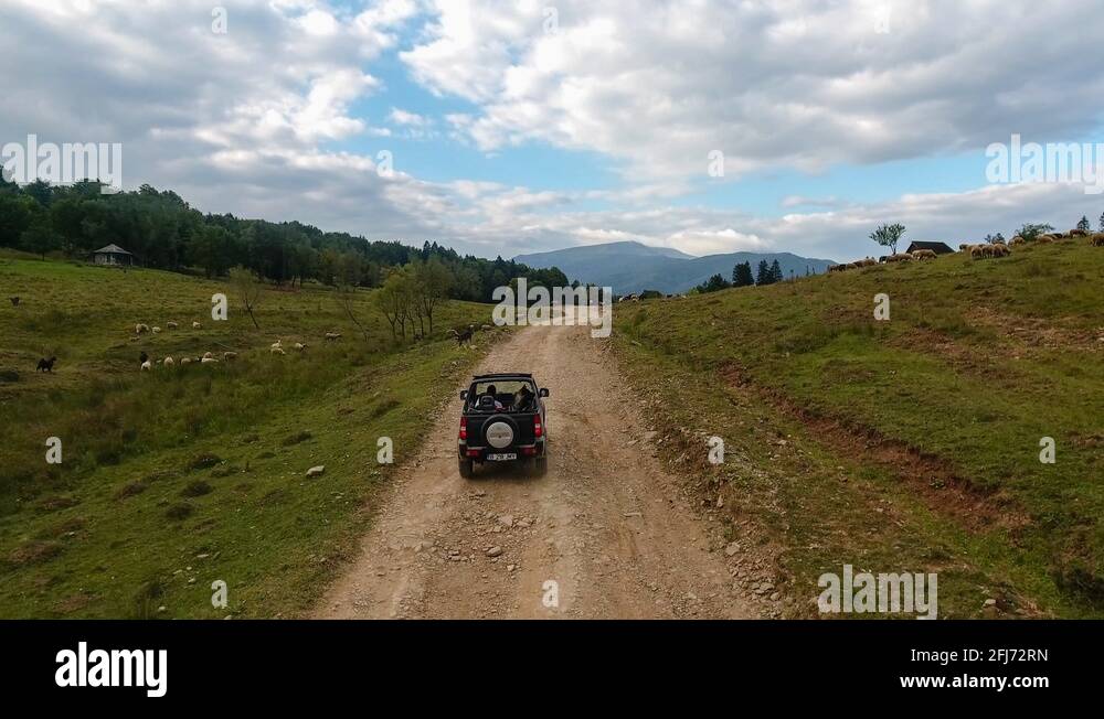 Herd sheep car Stock Videos & Footage - HD and 4K Video Clips - Alamy