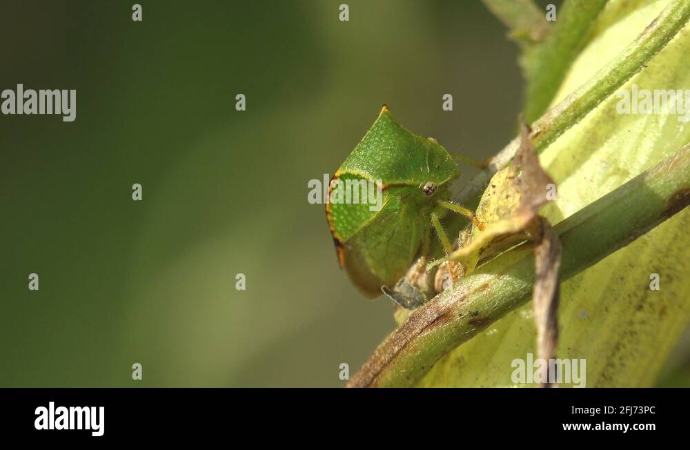 Thorn bug Stock Videos & Footage - HD and 4K Video Clips - Alamy