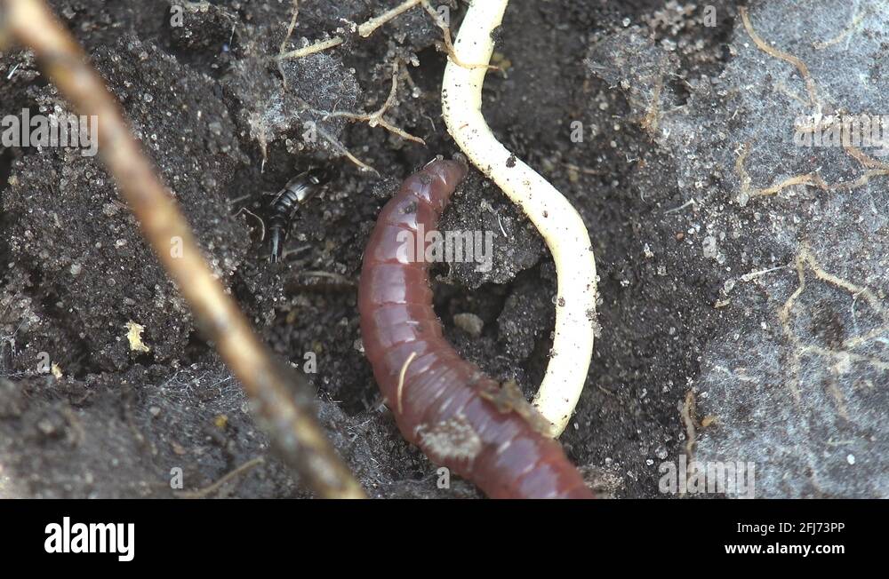 Coleoptera insect Stock Videos & Footage - HD and 4K Video Clips - Alamy