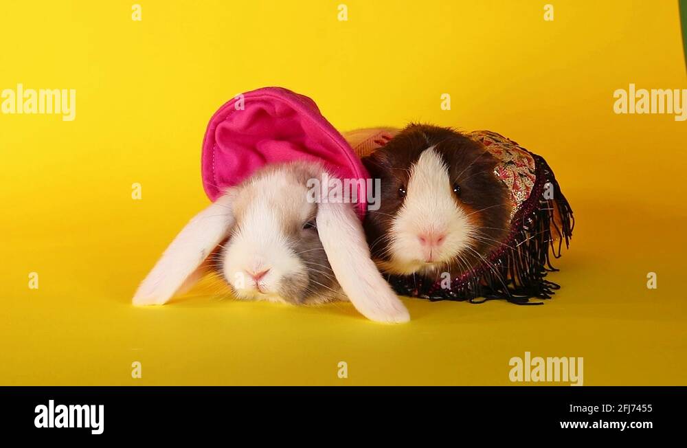 Resting animals Stock Videos & Footage - HD and 4K Video Clips - Alamy