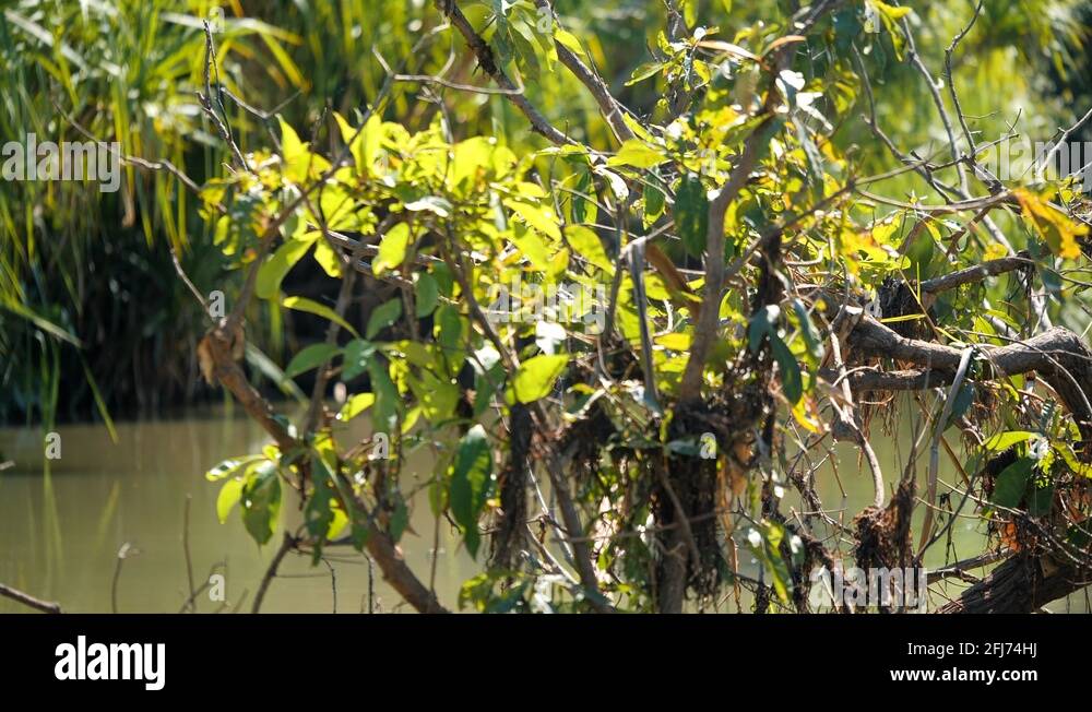 Floating tree Stock Videos & Footage - HD and 4K Video Clips - Alamy