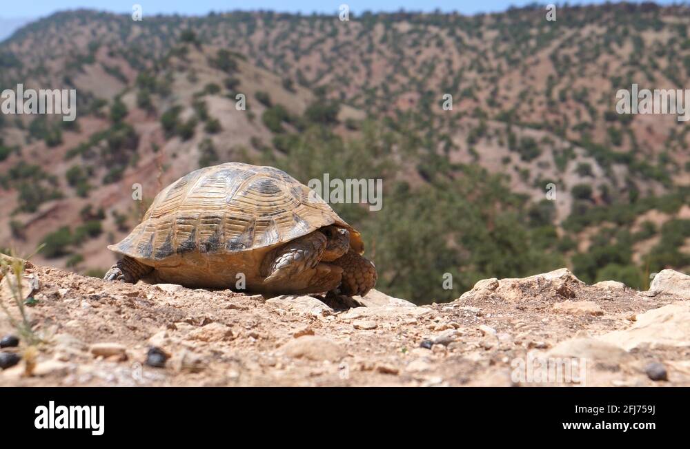 Moroccan tortoise Stock Videos & Footage - HD and 4K Video Clips - Alamy