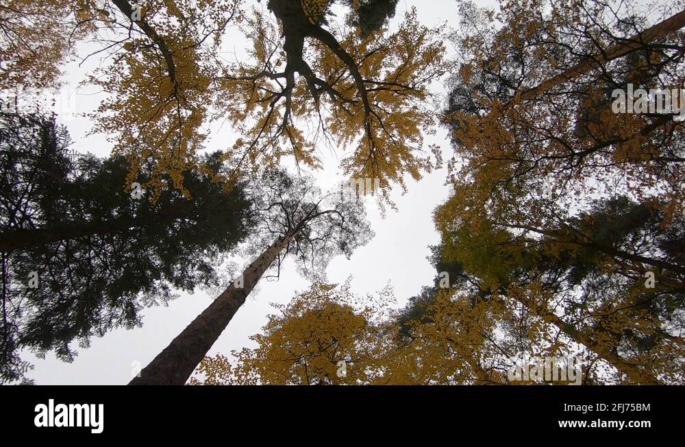 Looking up at tree tops Stock Videos & Footage - HD and 4K Video Clips ...