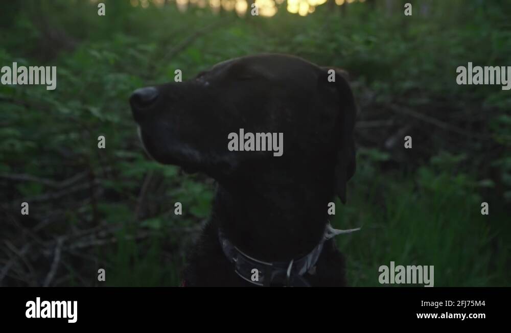 Dog morning routine Stock Videos & Footage - HD and 4K Video Clips - Alamy