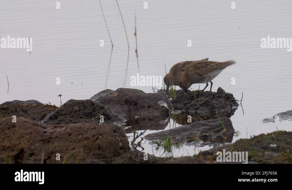 Feeding dunlin Stock Videos & Footage - HD and 4K Video Clips - Alamy