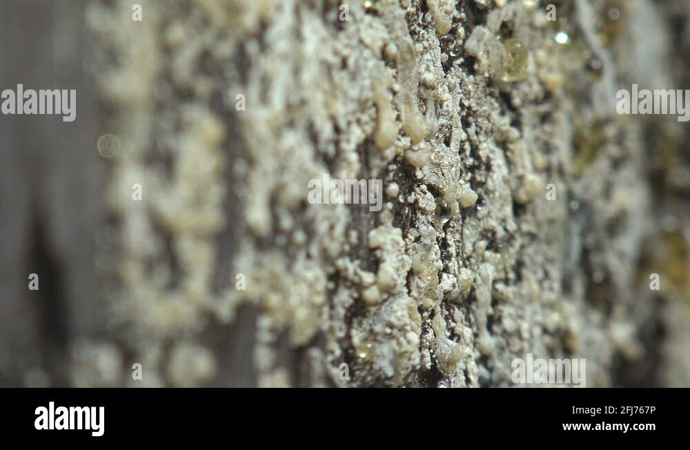 Resin trap Stock Videos & Footage - HD and 4K Video Clips - Alamy