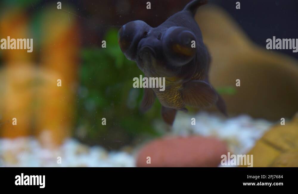Goldfish texture Stock Videos & Footage - HD and 4K Video Clips - Alamy