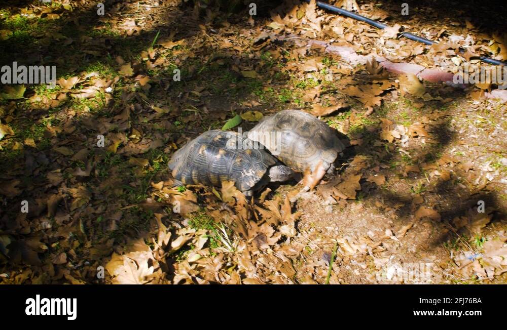 Catching turtles Stock Videos & Footage - HD and 4K Video Clips - Alamy