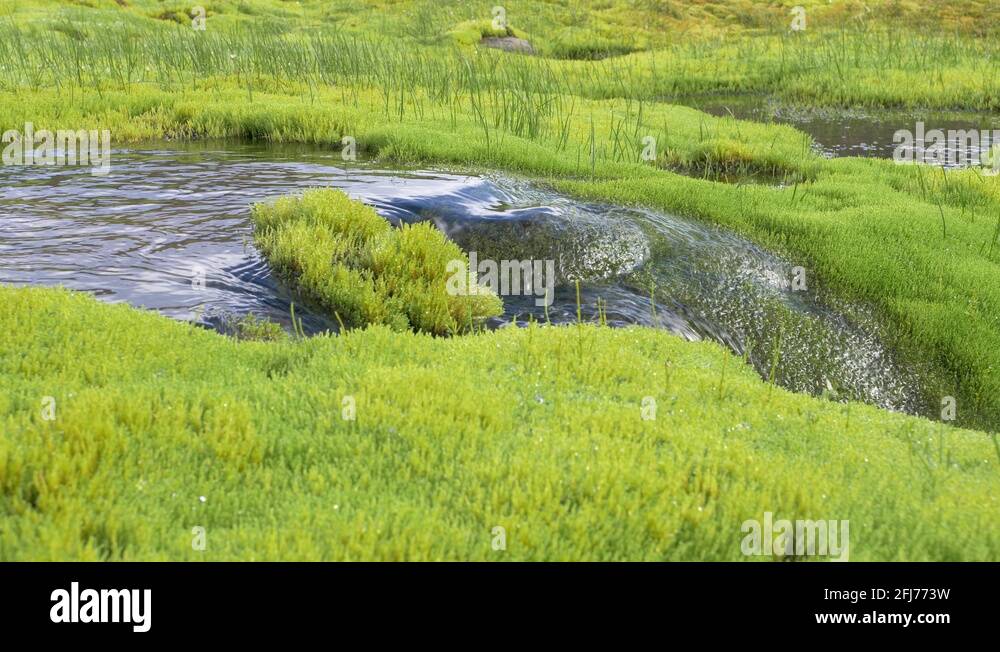 Arctic vegetation Stock Videos & Footage - HD and 4K Video Clips - Alamy