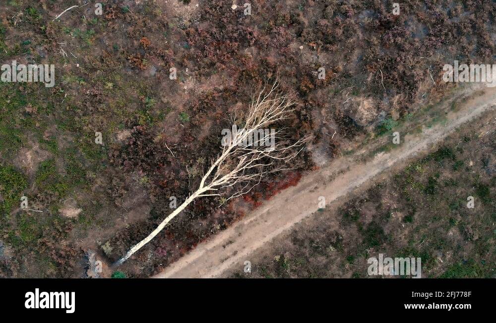 Dead birch tree Stock Videos & Footage - HD and 4K Video Clips - Alamy