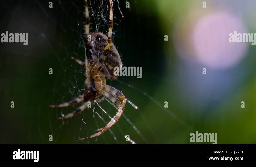 Spider and fly in web Stock Videos & Footage - HD and 4K Video Clips ...