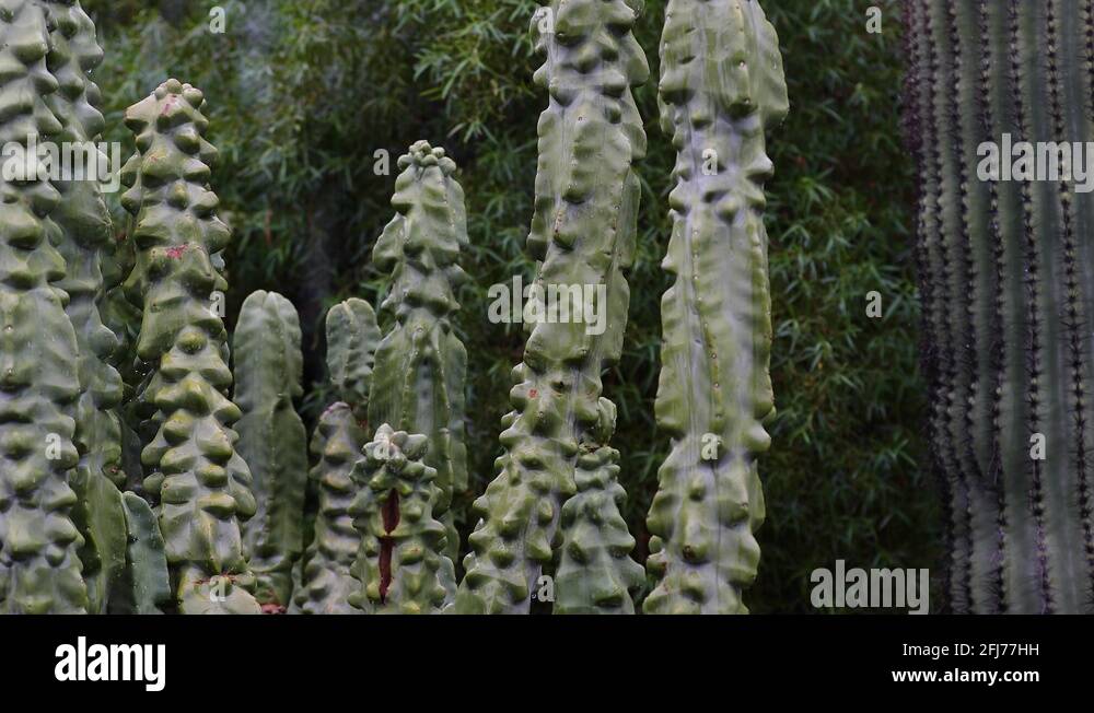 Rain rainfall Stock Videos & Footage - HD and 4K Video Clips - Alamy