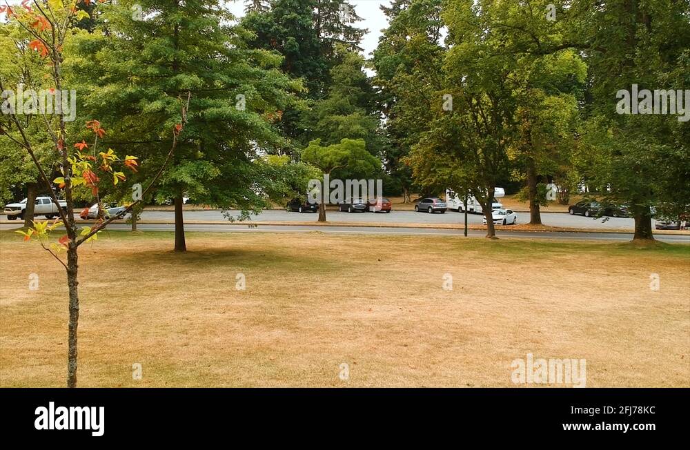 Boom trees Stock Videos & Footage - HD and 4K Video Clips - Alamy