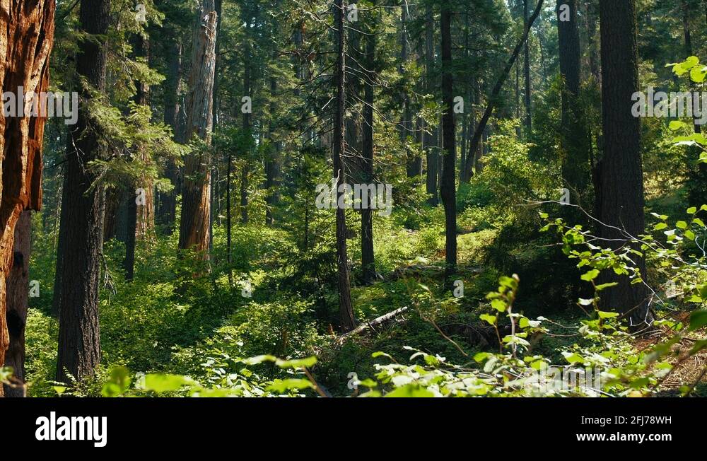 Forest calaveras Stock Videos & Footage - HD and 4K Video Clips - Alamy