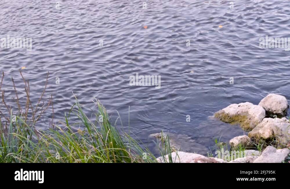 Fixed plants Stock Videos & Footage - HD and 4K Video Clips - Alamy