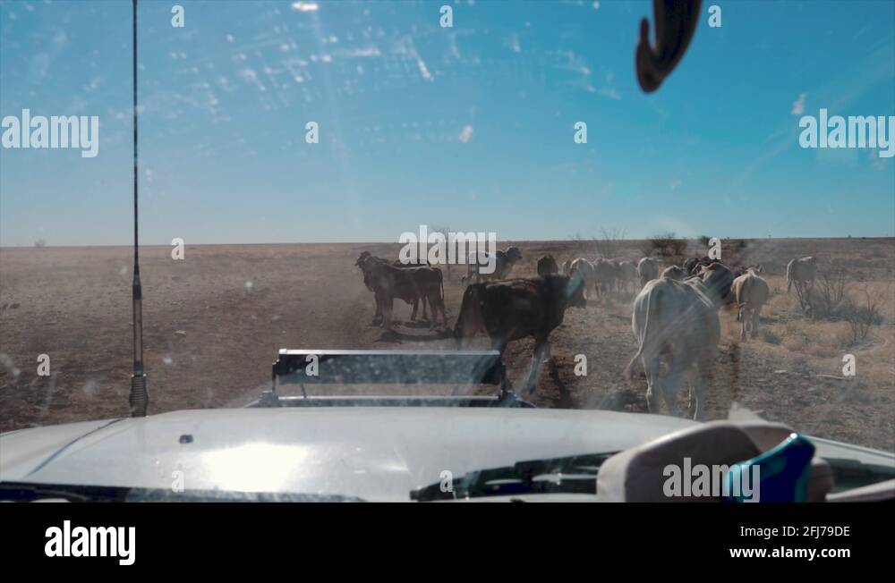 Cows australia Stock Videos & Footage - HD and 4K Video Clips - Alamy