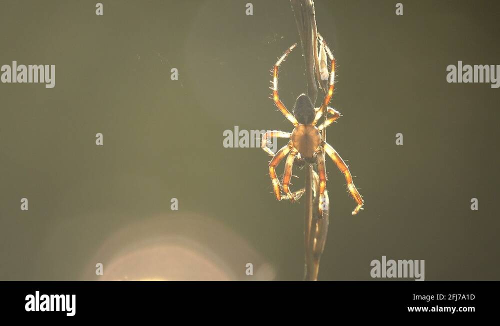 Dew on large spiders web Stock Videos & Footage - HD and 4K Video Clips ...