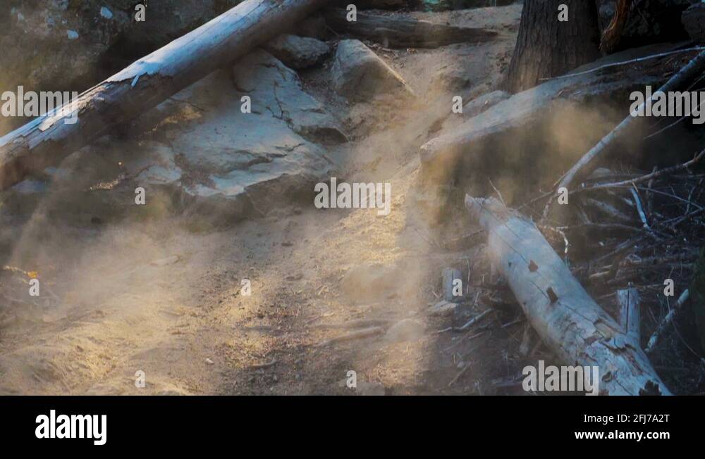 Sunbeams in forest Stock Videos & Footage - HD and 4K Video Clips - Alamy