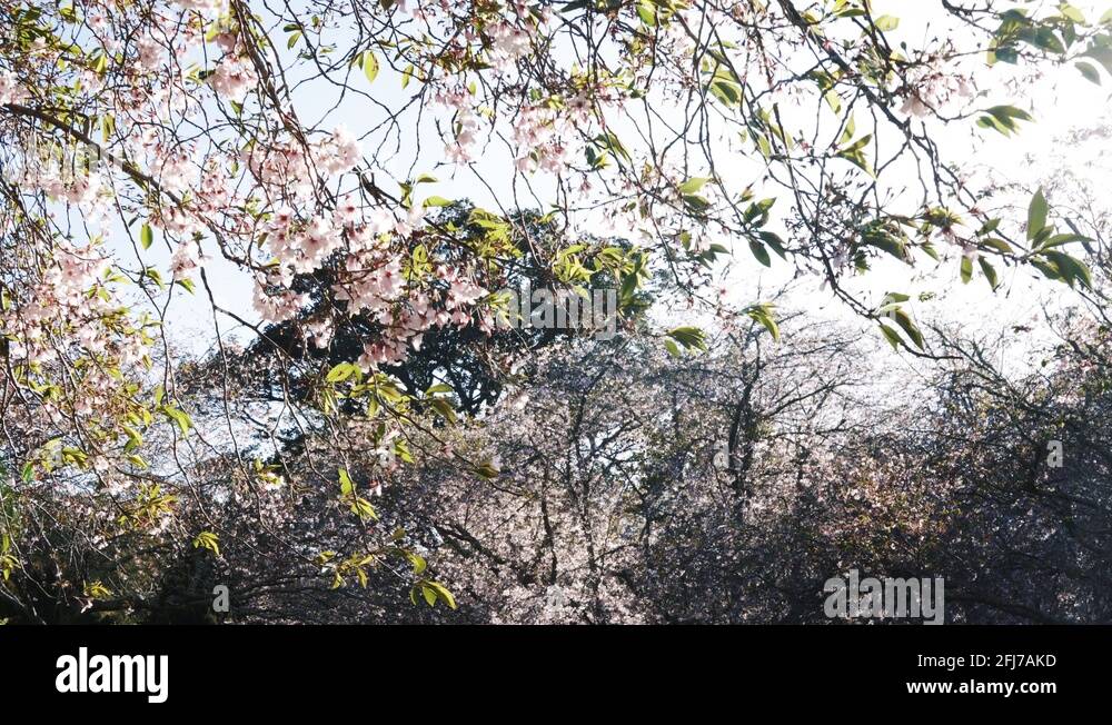 Blossoms new zealand Stock Videos & Footage - HD and 4K Video Clips - Alamy