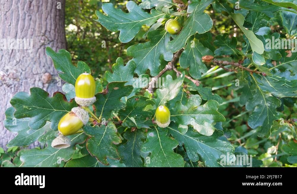 Nuts of oak tree Stock Videos & Footage - HD and 4K Video Clips - Alamy