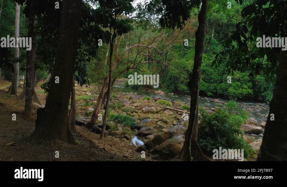 Rainforest environments Stock Videos & Footage - HD and 4K Video Clips ...