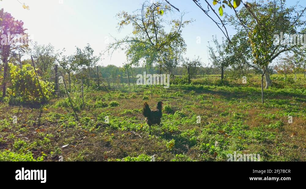 Man chasing chicken Stock Videos & Footage - HD and 4K Video Clips - Alamy