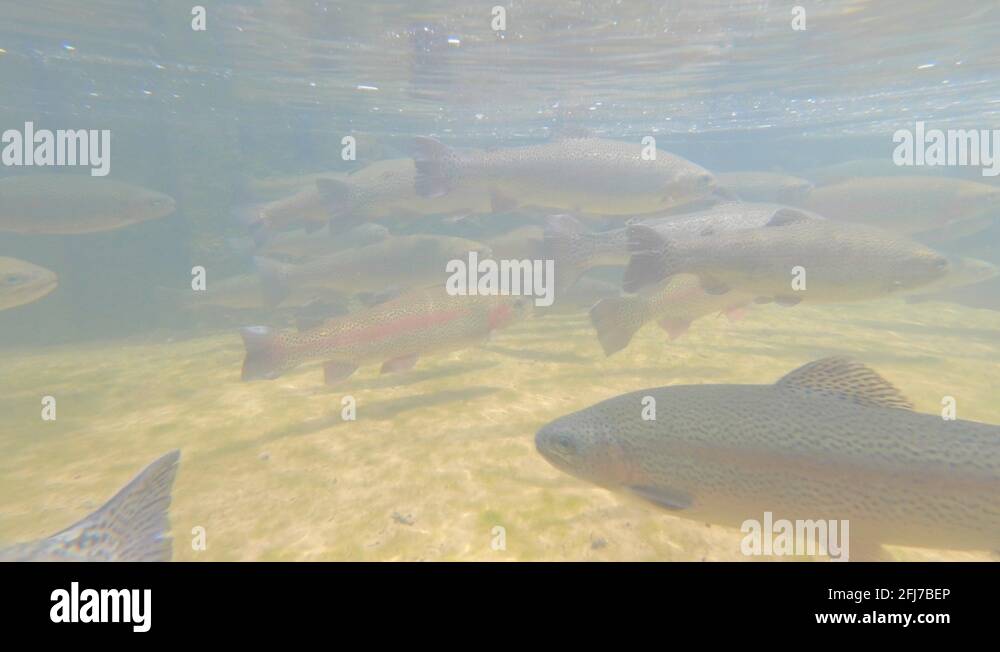 Underwater shot of fish Stock Videos & Footage - HD and 4K Video Clips ...