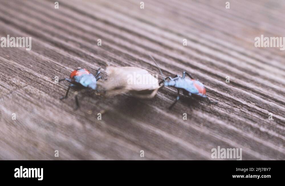 Eating stink bugs Stock Videos & Footage - HD and 4K Video Clips - Alamy
