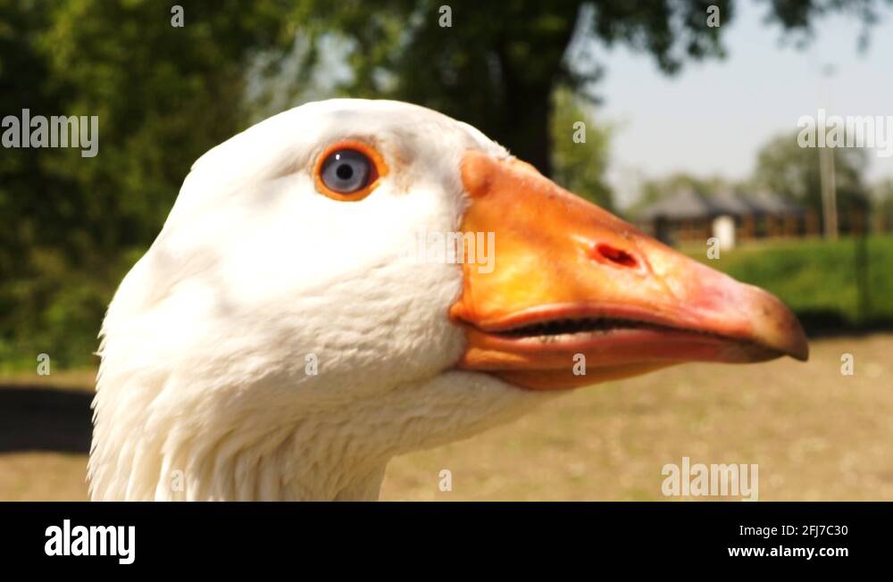 Geese portrait Stock Videos & Footage - HD and 4K Video Clips - Alamy