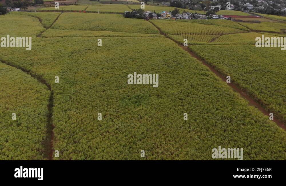 Farming in mauritius Stock Videos & Footage - HD and 4K Video Clips - Alamy