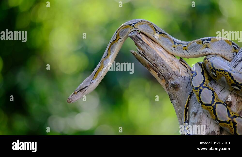Thai snake Stock Videos & Footage - HD and 4K Video Clips - Alamy