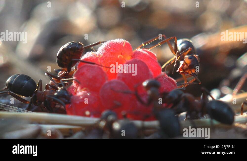 Fresh forest raspberry berries lie on an anthill, ants squeeze the ...