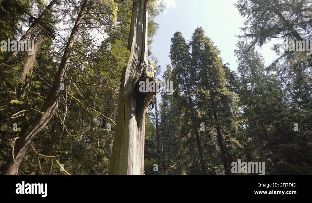 One evergreen tree Stock Videos & Footage - HD and 4K Video Clips - Alamy