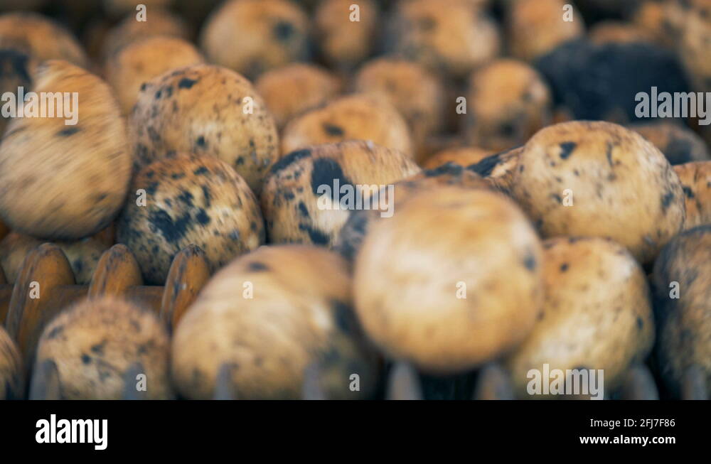 Fresh dug potato Stock Videos & Footage - HD and 4K Video Clips - Alamy