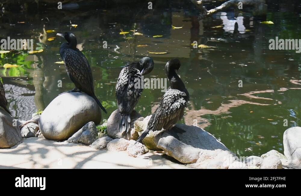 Blur swan Stock Videos & Footage - HD and 4K Video Clips - Alamy