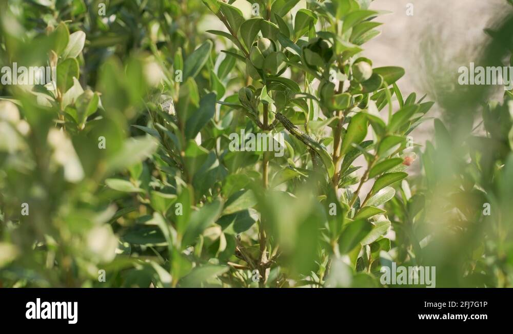 Box tree moth Stock Videos & Footage - HD and 4K Video Clips - Alamy