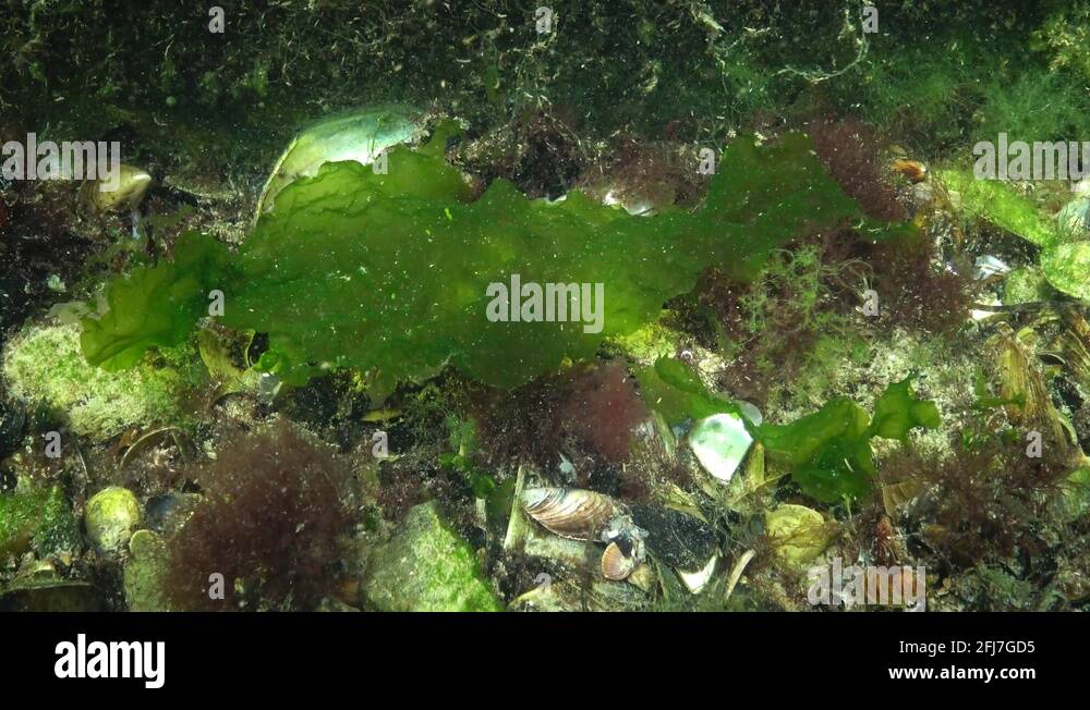 Ulva sp Stock Videos & Footage - HD and 4K Video Clips - Alamy