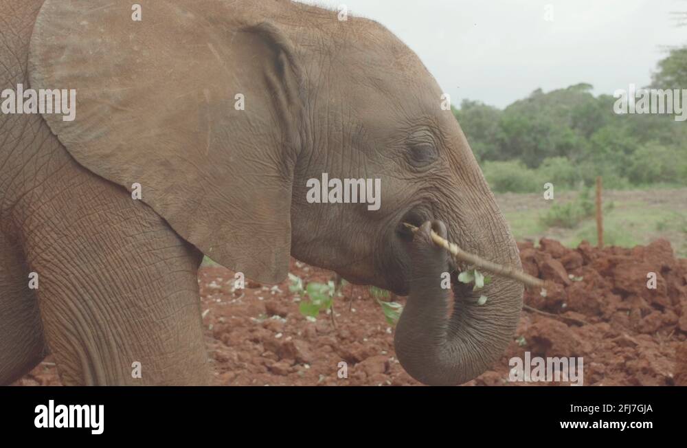 Elephant tip Stock Videos & Footage - HD and 4K Video Clips - Alamy