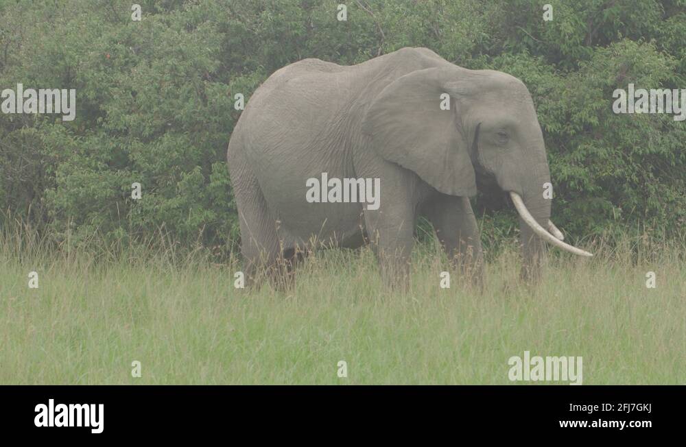 White elephant tusks Stock Videos & Footage - HD and 4K Video Clips - Alamy