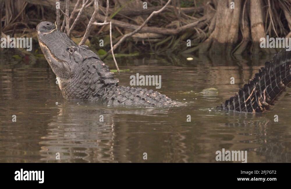 Gator tail Stock Videos & Footage - HD and 4K Video Clips - Alamy